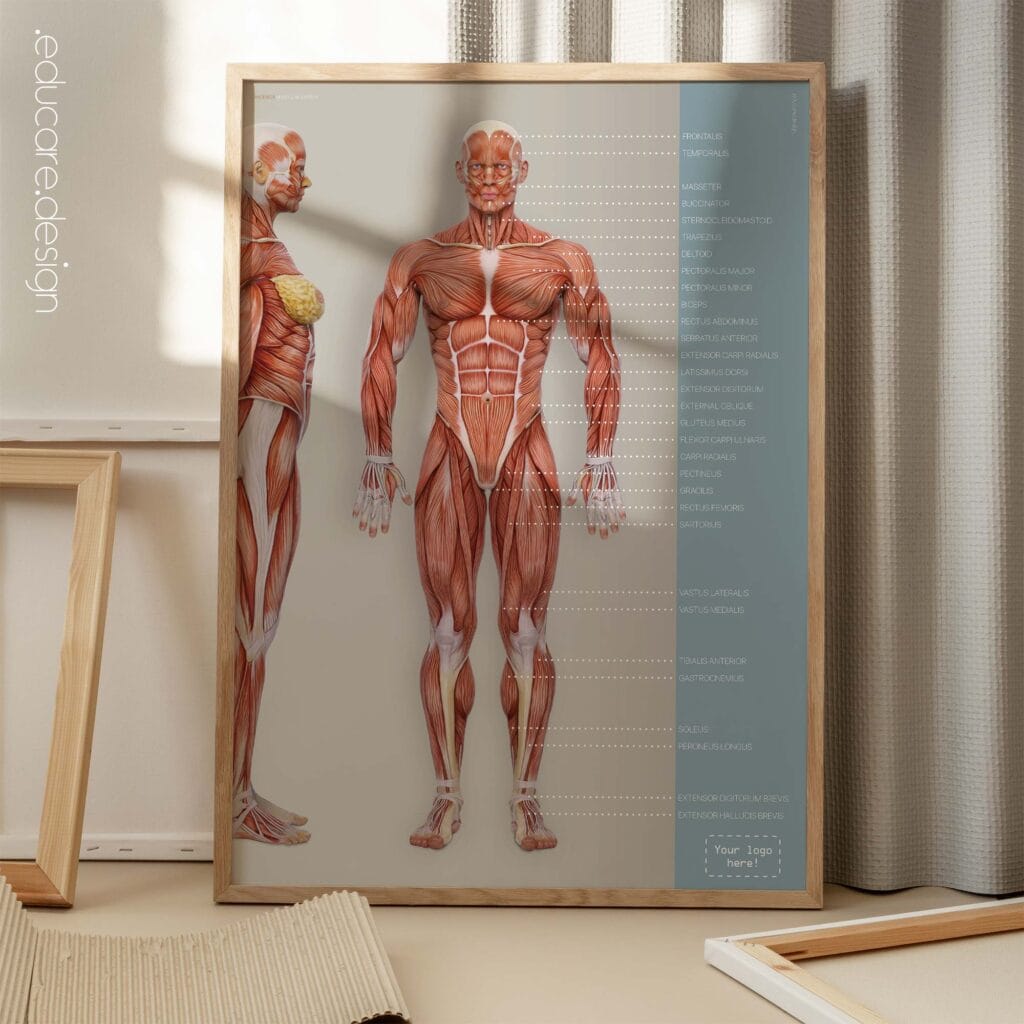 Anterior Muscular System Artwork » educare.design