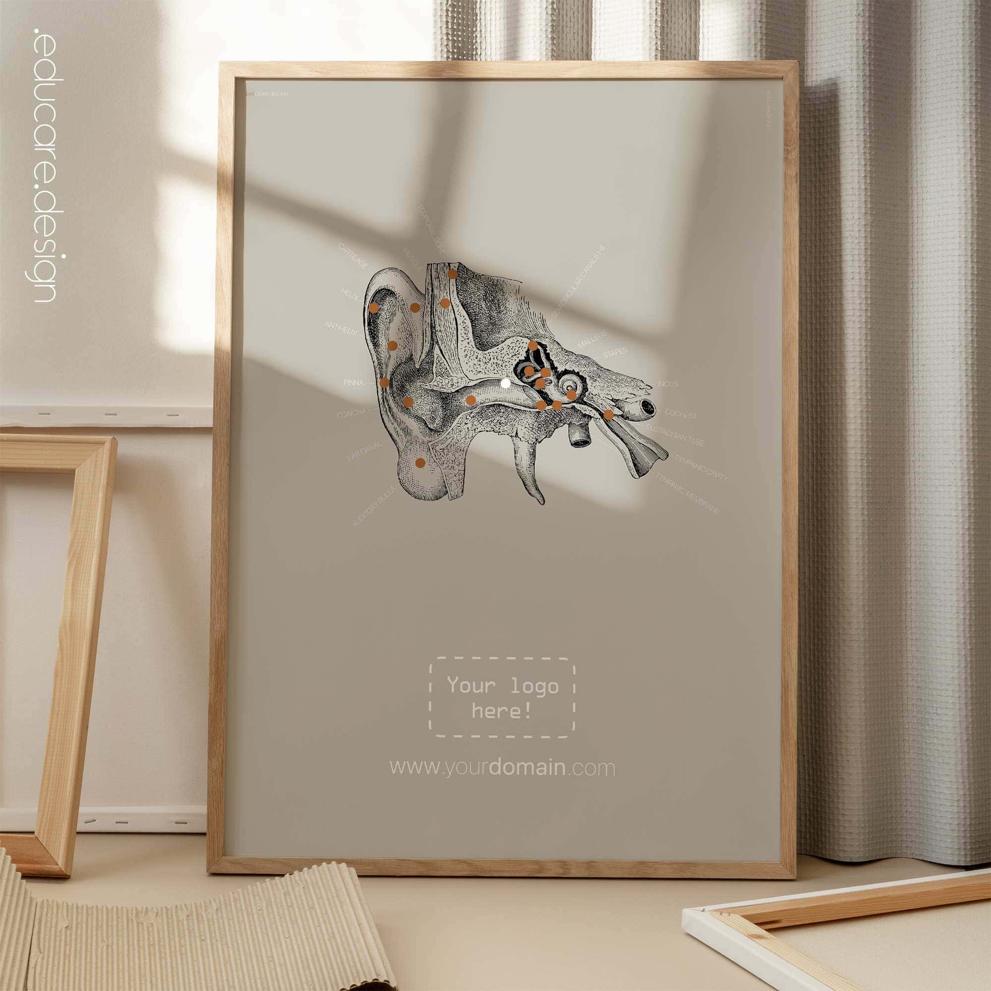 Get educated on Ear Anatomy with educare.design