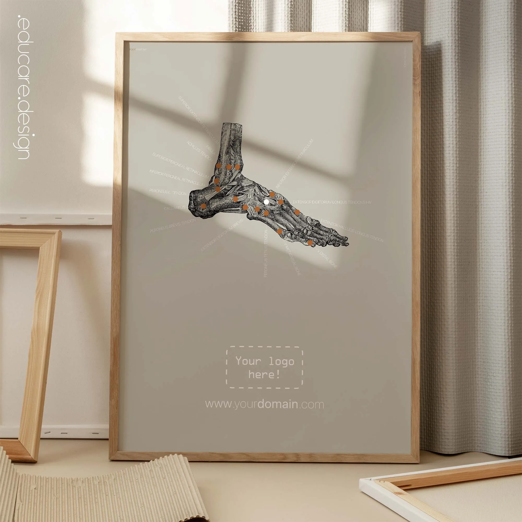 Anatomie du Pied » educare.design