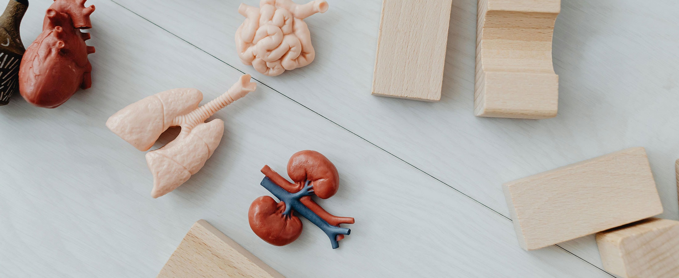 Organs & Endocrine System Explained » educare.design